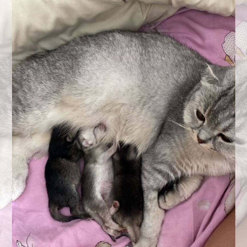 Котята шотландской породы
