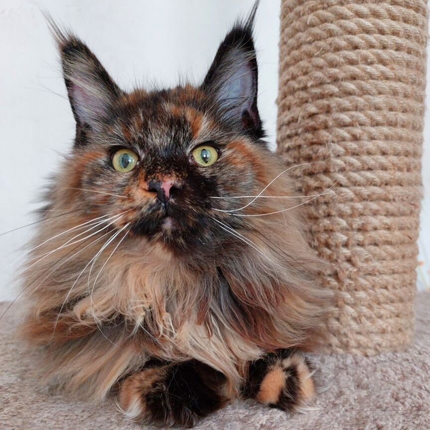 Такая редкая красота-Мейнкун