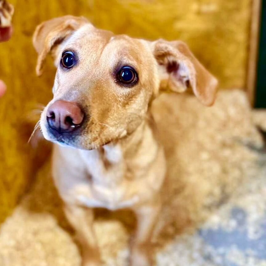 Взрослая собака в добрые руки