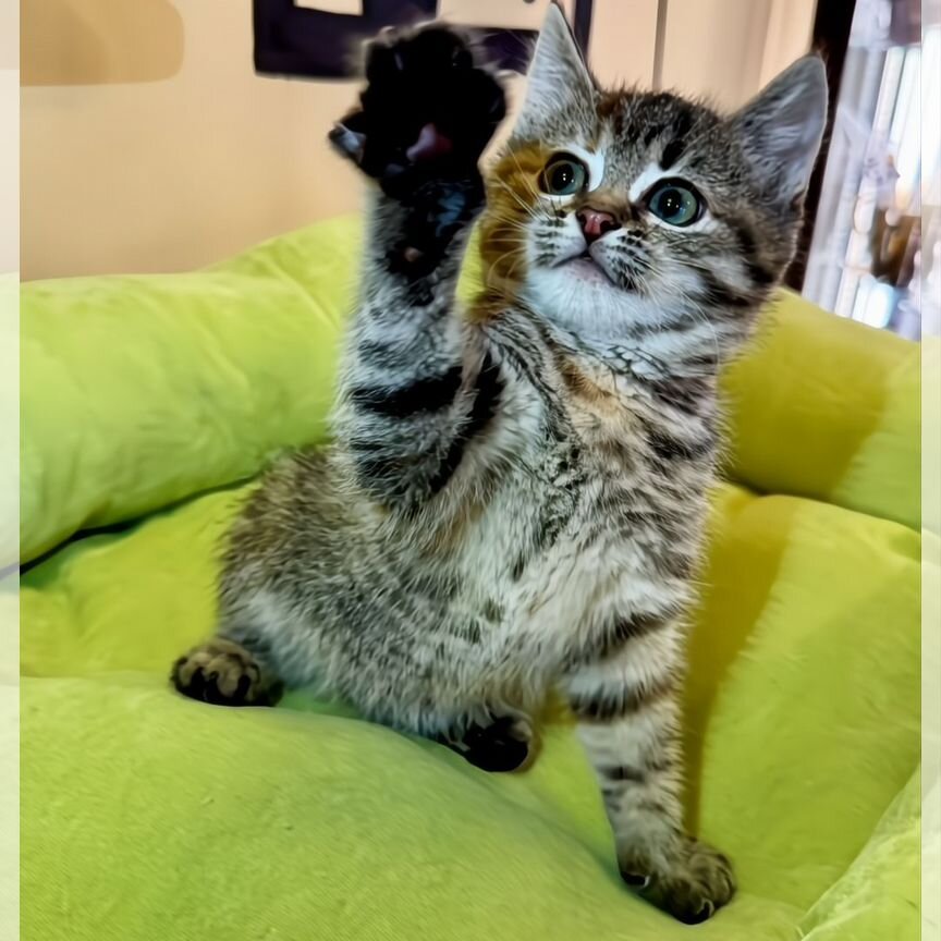 Котёнок в добрые руки