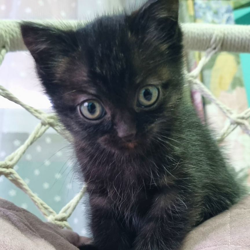 Котенок 1,5 месяца