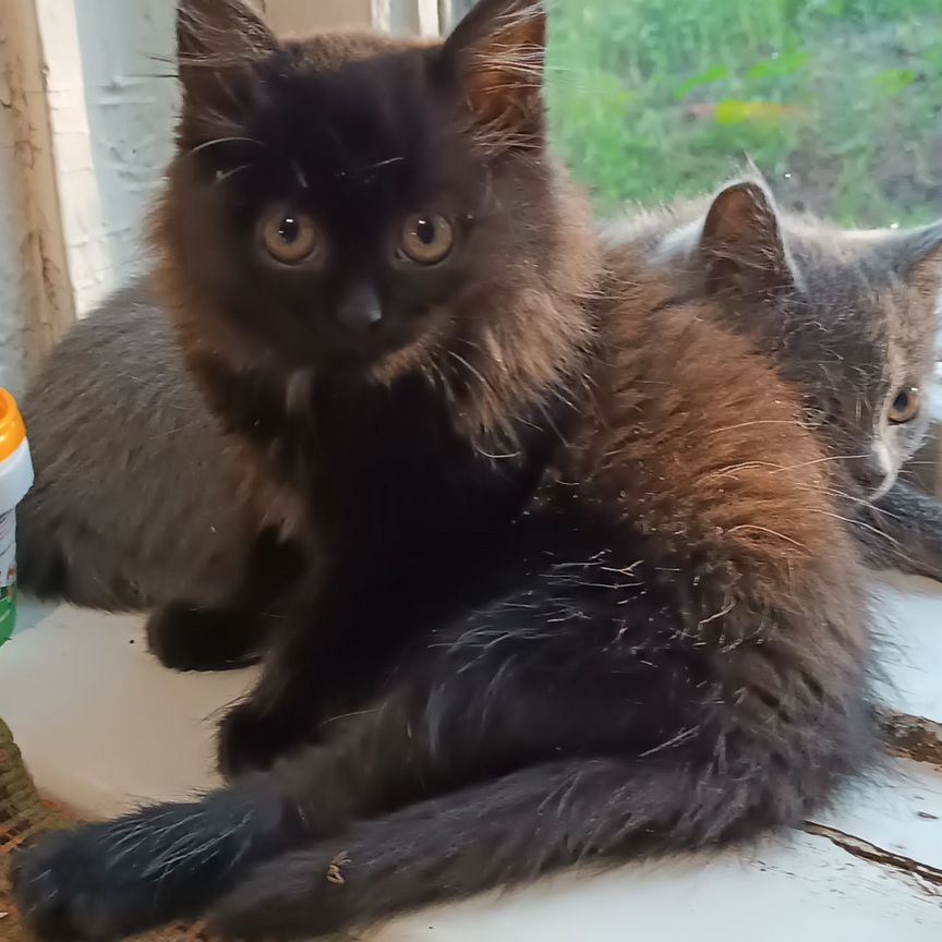 Дикие котята