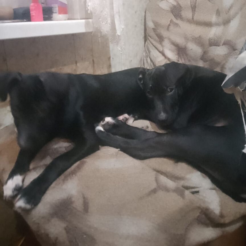 Немецкий дог, щенок