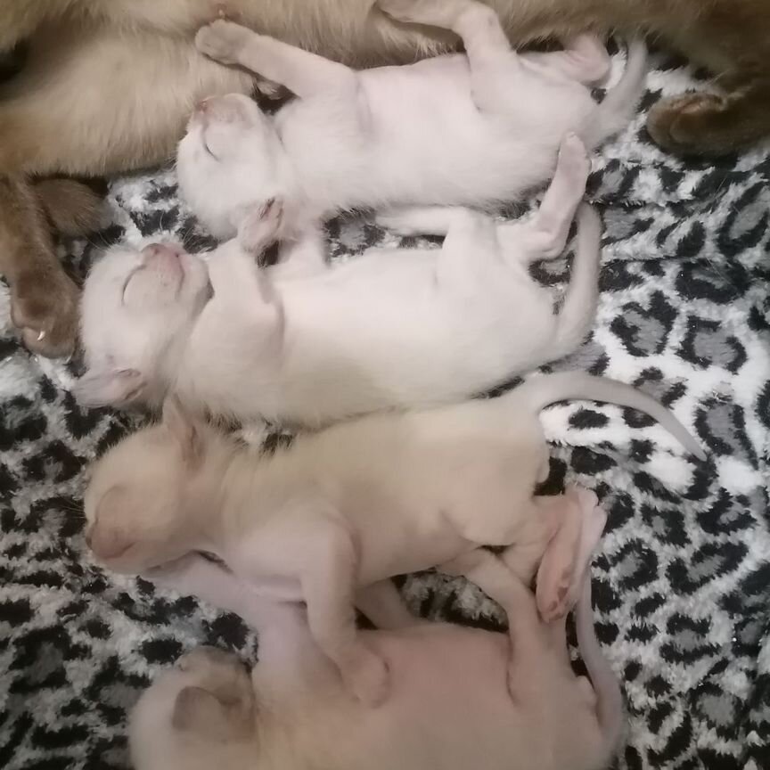 Котята бурмы