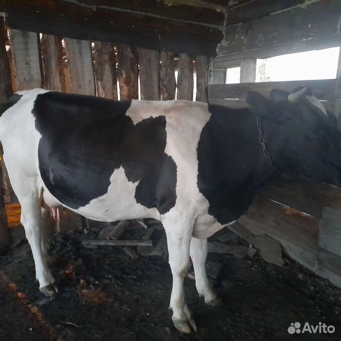 Корова дойная,первотёлка