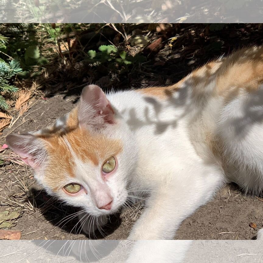 Котята в добрые руки бесплатно