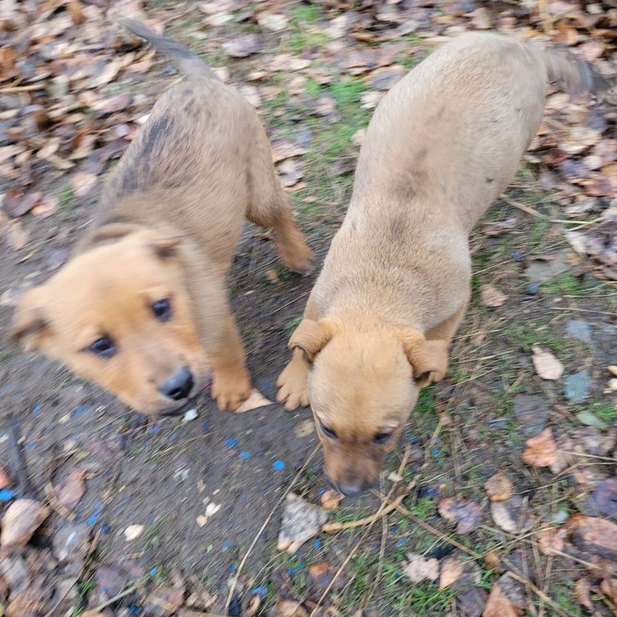 Щенята, Волжский