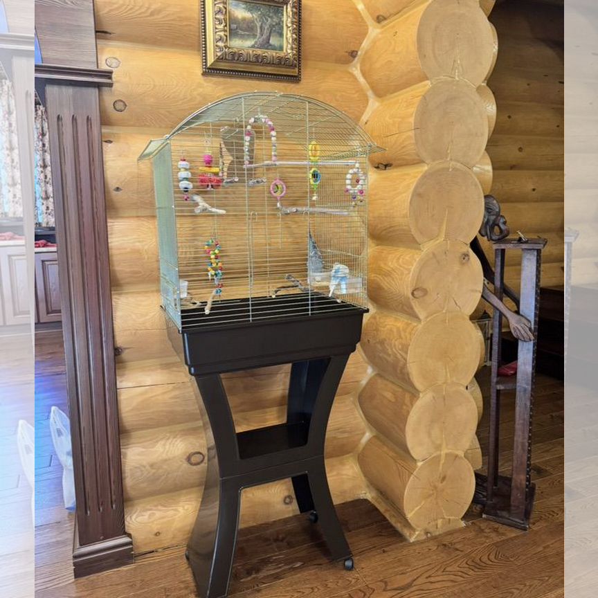 Пара попугаев Чехов