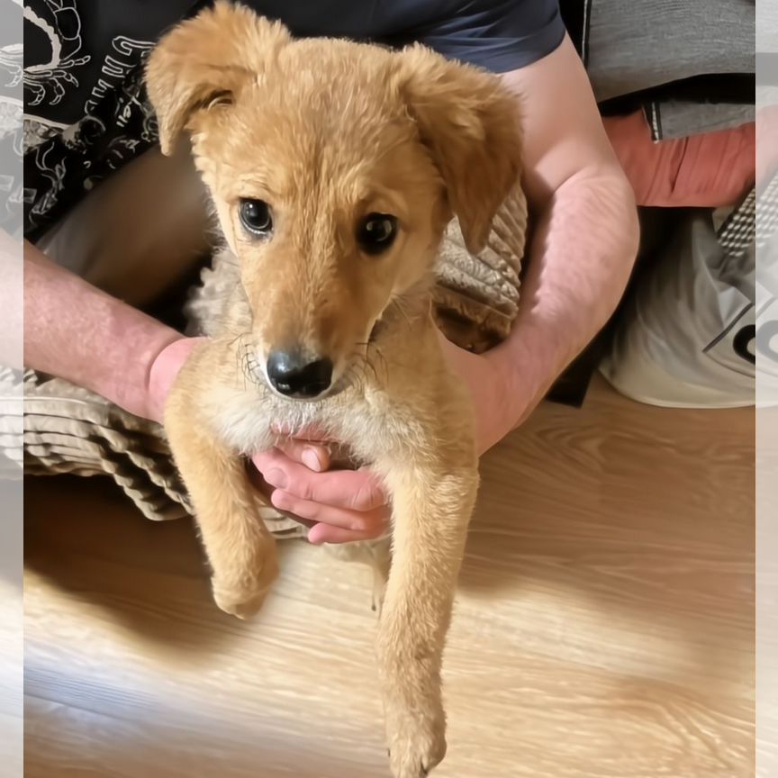 Щенок в добрые руки