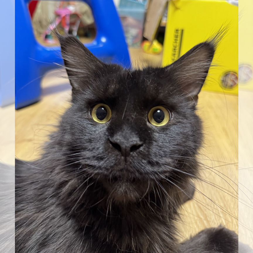 Мейн-кун котёнок