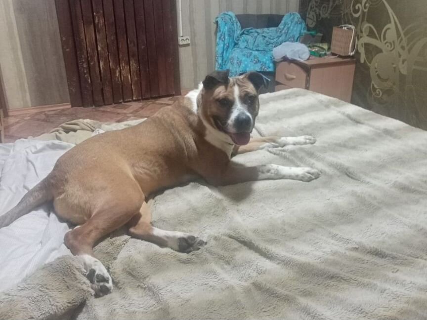 Стаффордширский терьер в добрые руки бесплатно
