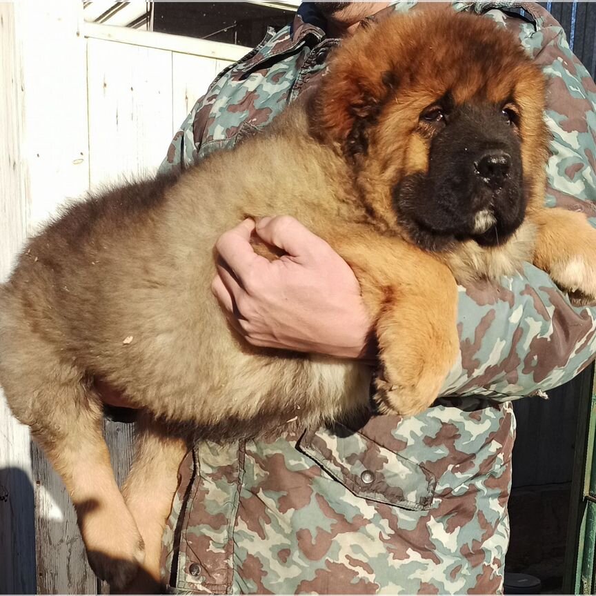 Кавказская овчарка