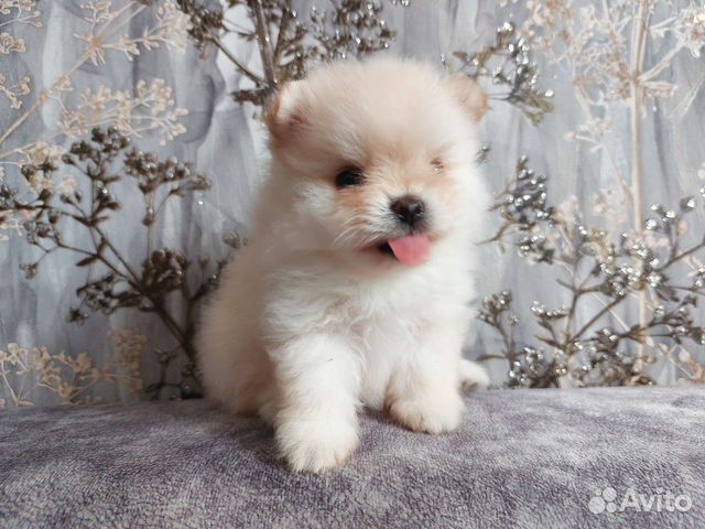 Померанский шпиц