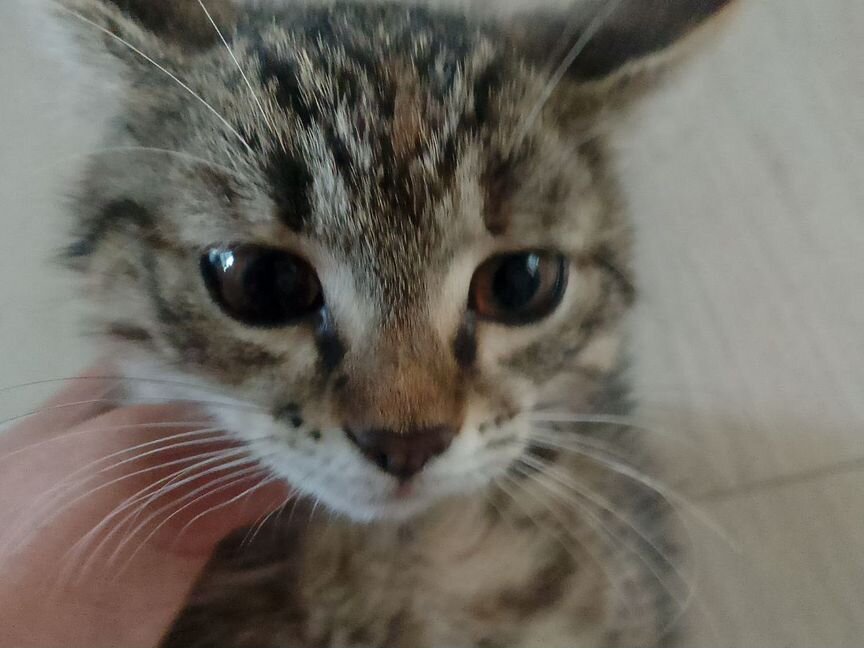 Котëнки