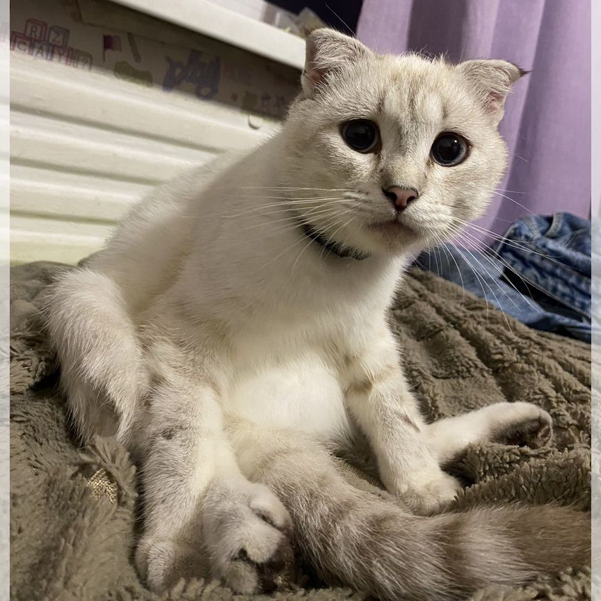 Молодая кошка