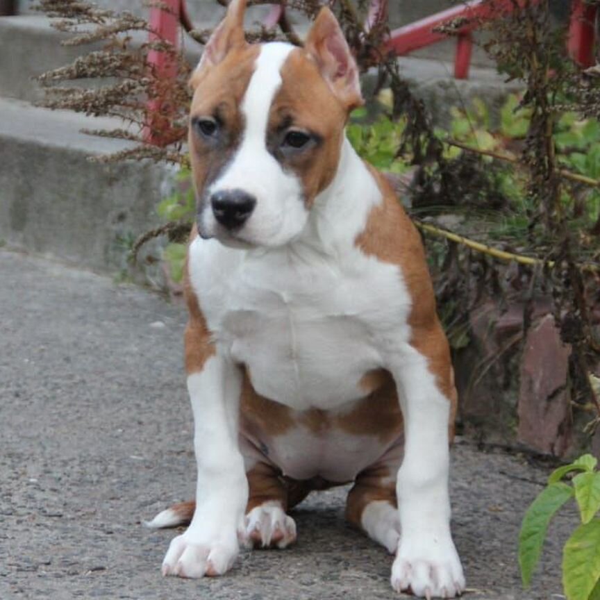 Американский стаффордширский терьер, щенок