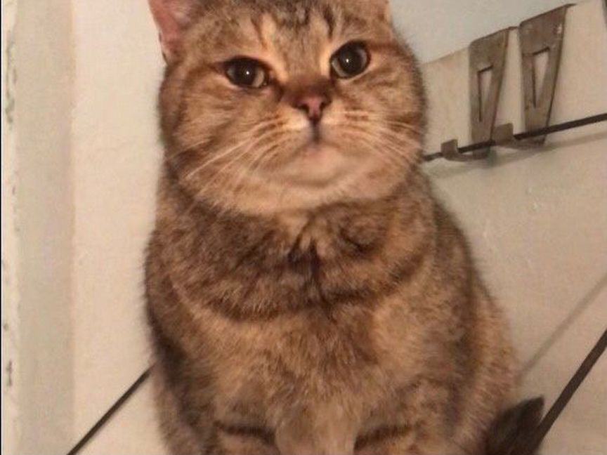 Милейшая юная Бусинка в добрые ручки