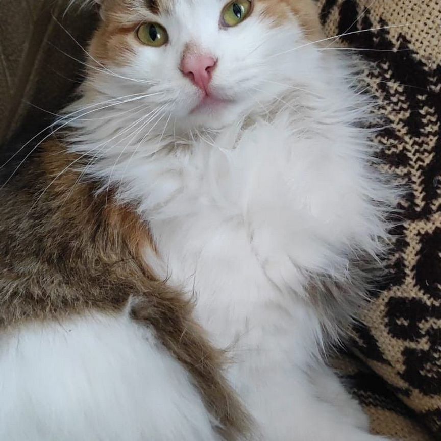 Кошка