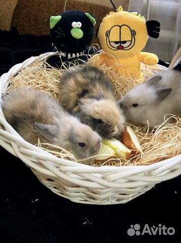 Декоративные кролики