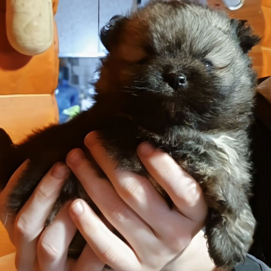 Померанский шпиц, щенок