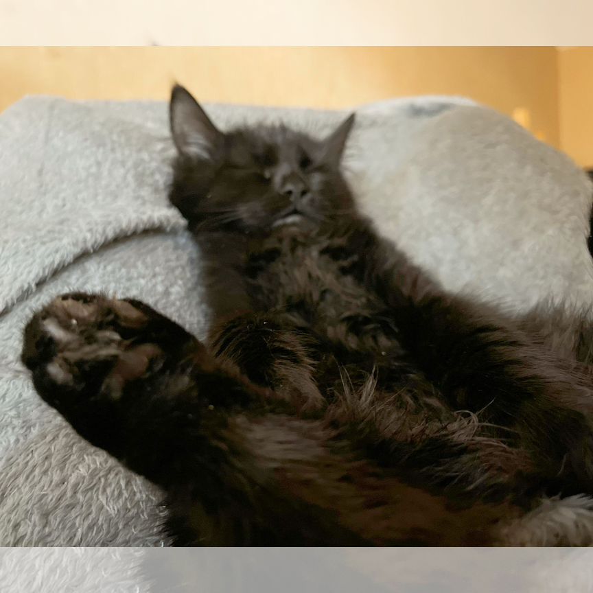 Кошка