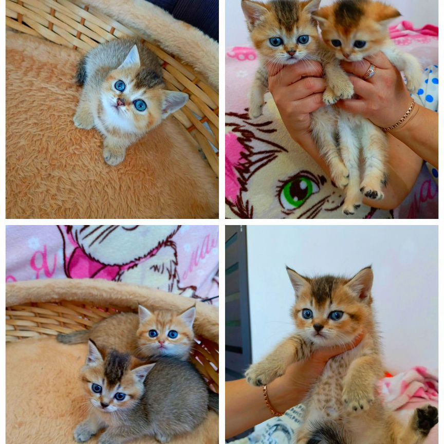Британские котята Золотые шиншиллы