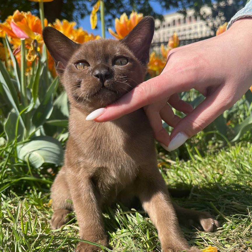 Бурманские котята