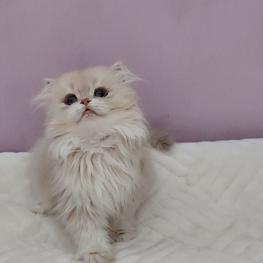 Золотая шиншила