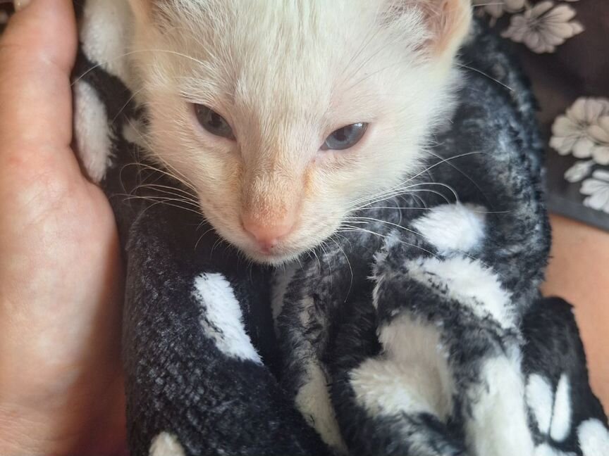 Сфинкс. Белый котенок