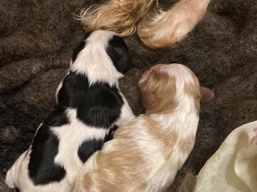 Прекрасный малыш триколор