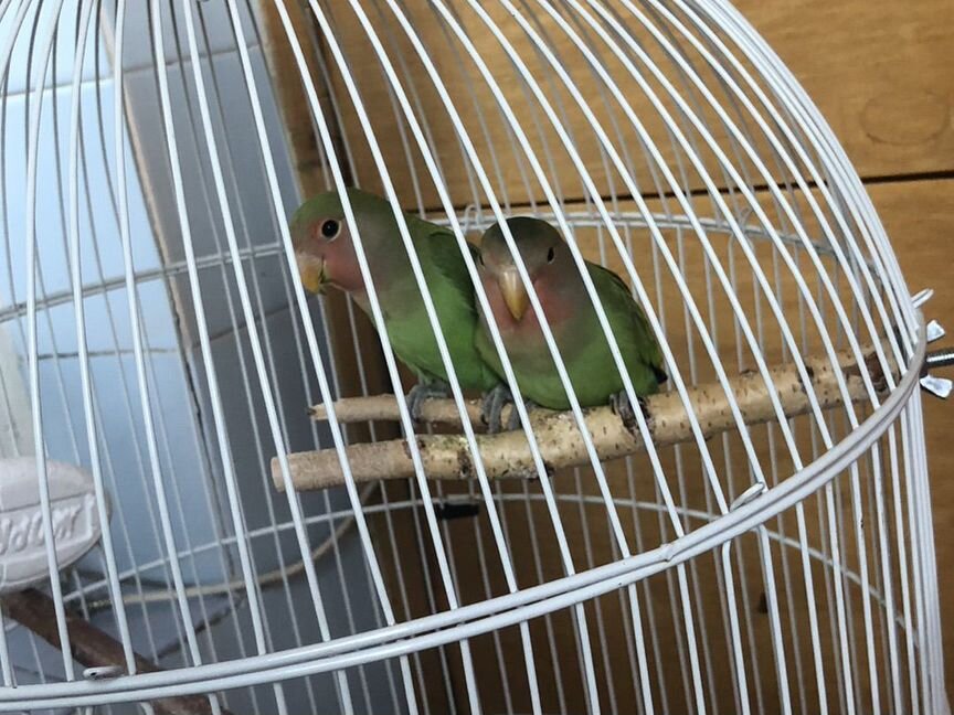 Попугай неразлучники