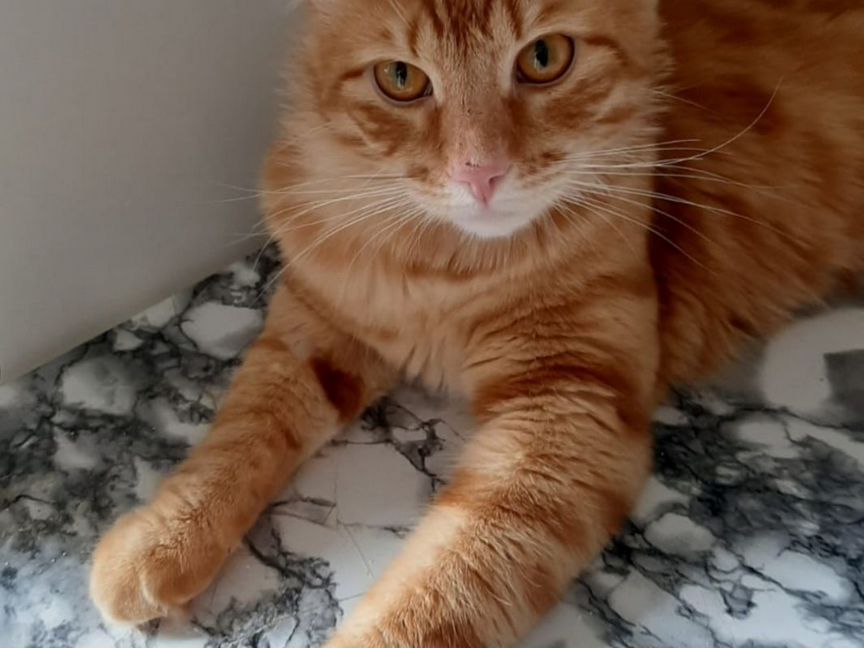 Котик в добрые руки