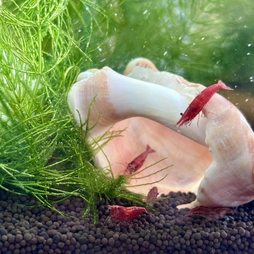 Креветки вишня