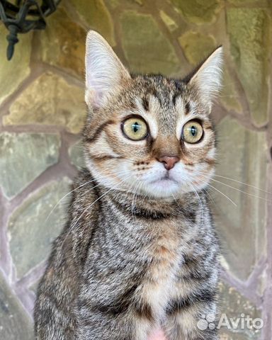 Луиза в поисках семьи