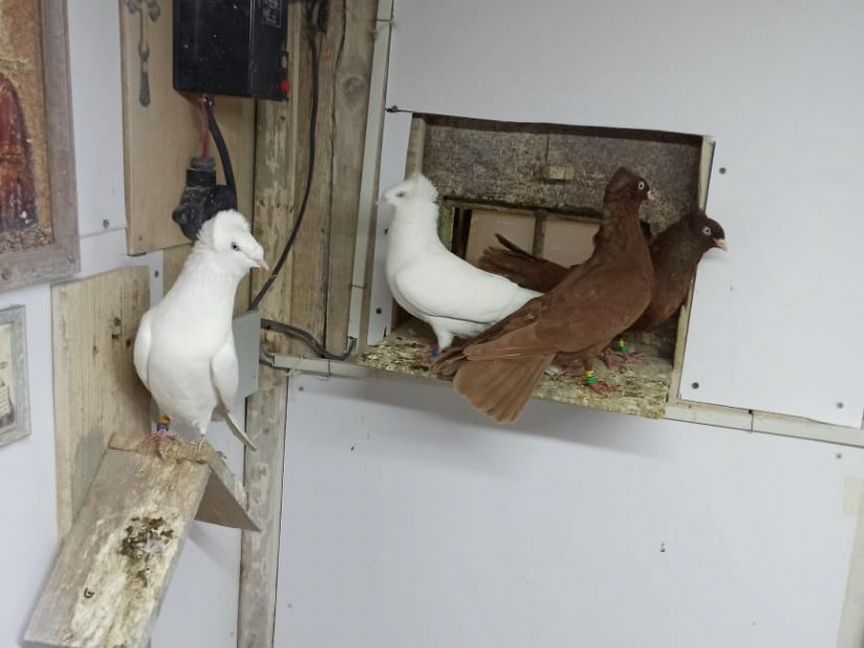 Голуби Гданьский сокол. Папа молодых красных