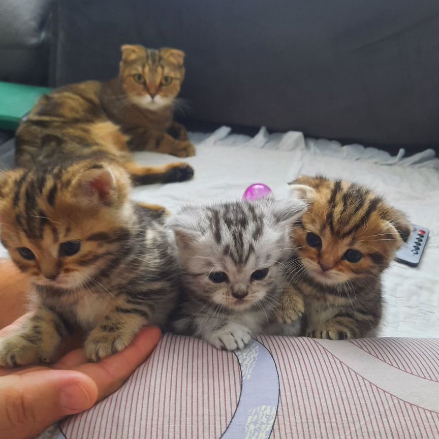 Вислоухие шотландские котята