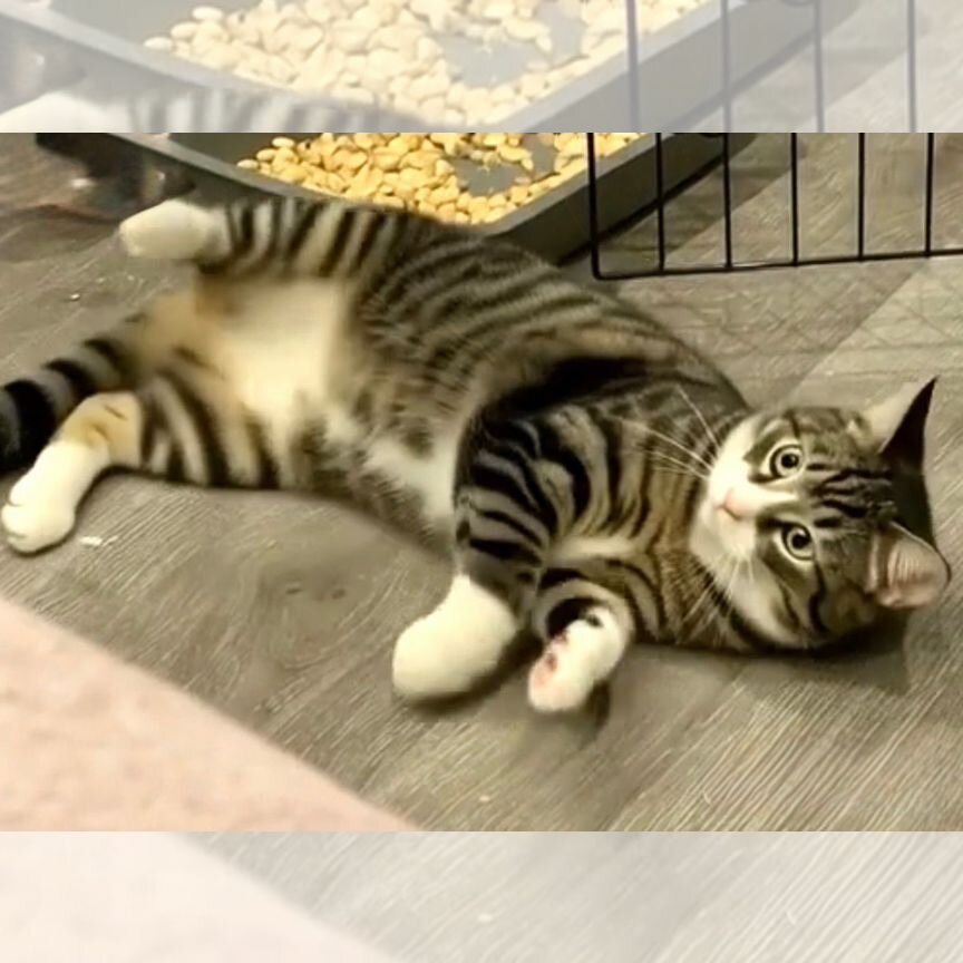 Котёнок в добрые руки