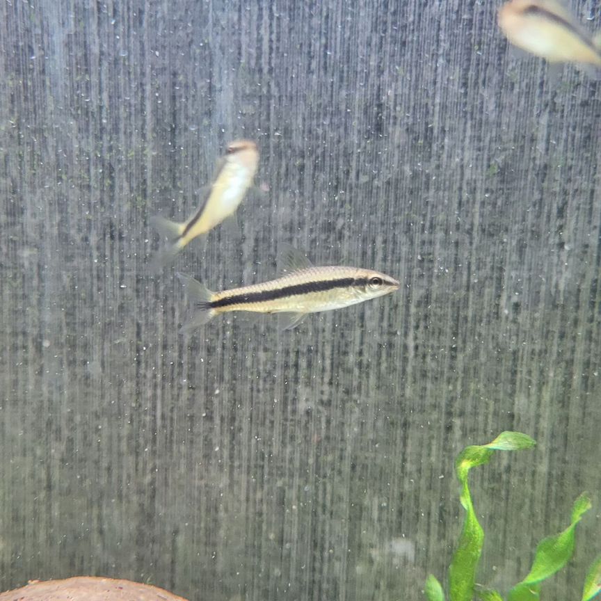 Сиамский водорослеед