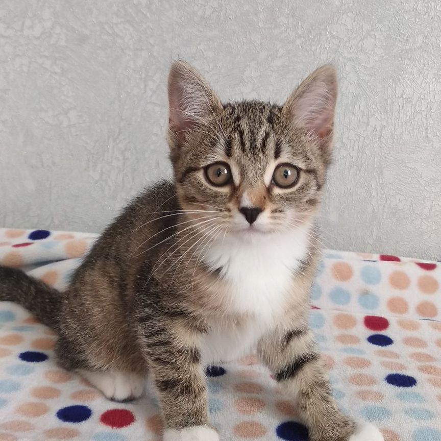 Котёнок