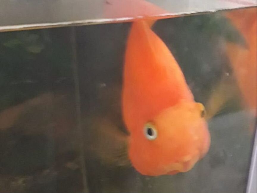 Рыбка попугай и сомики