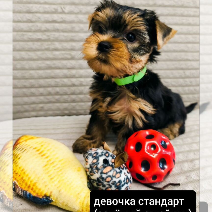 Йоркширский терьер, щенок