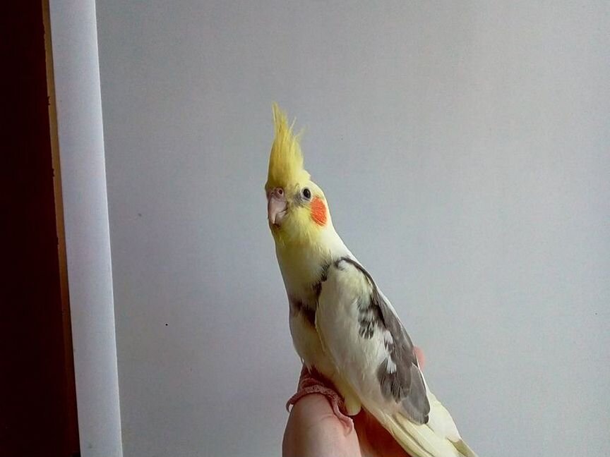 Птенцы Кореллы