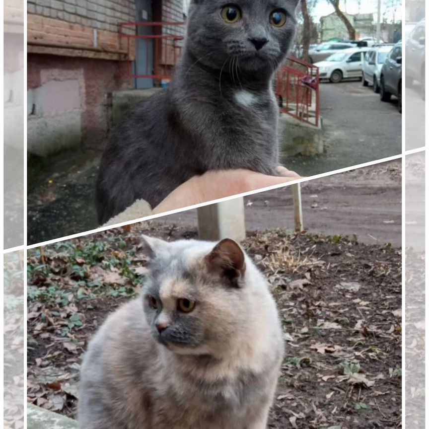 Кошечки в добрые руки