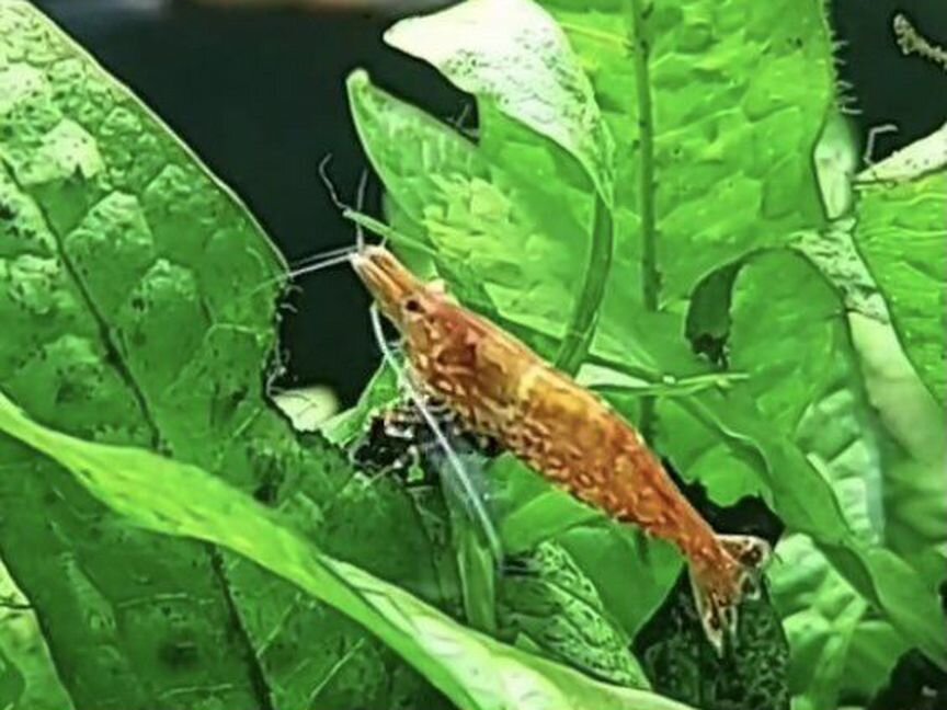 Аквариумные креветки «Чери» вишенки