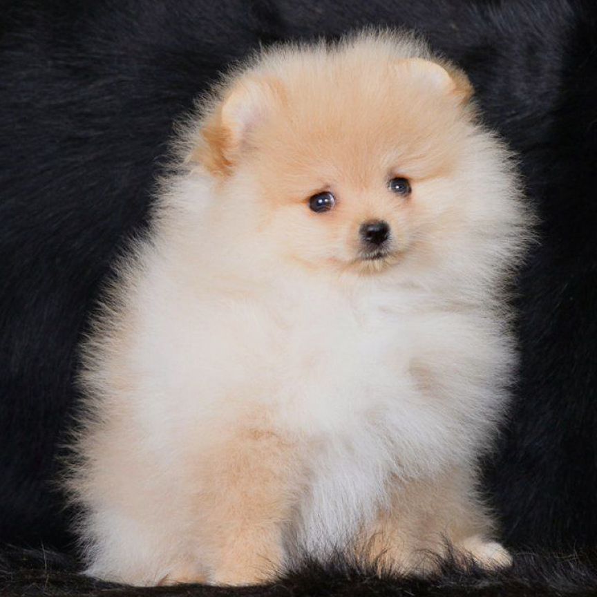 Померанский шпиц, щенок