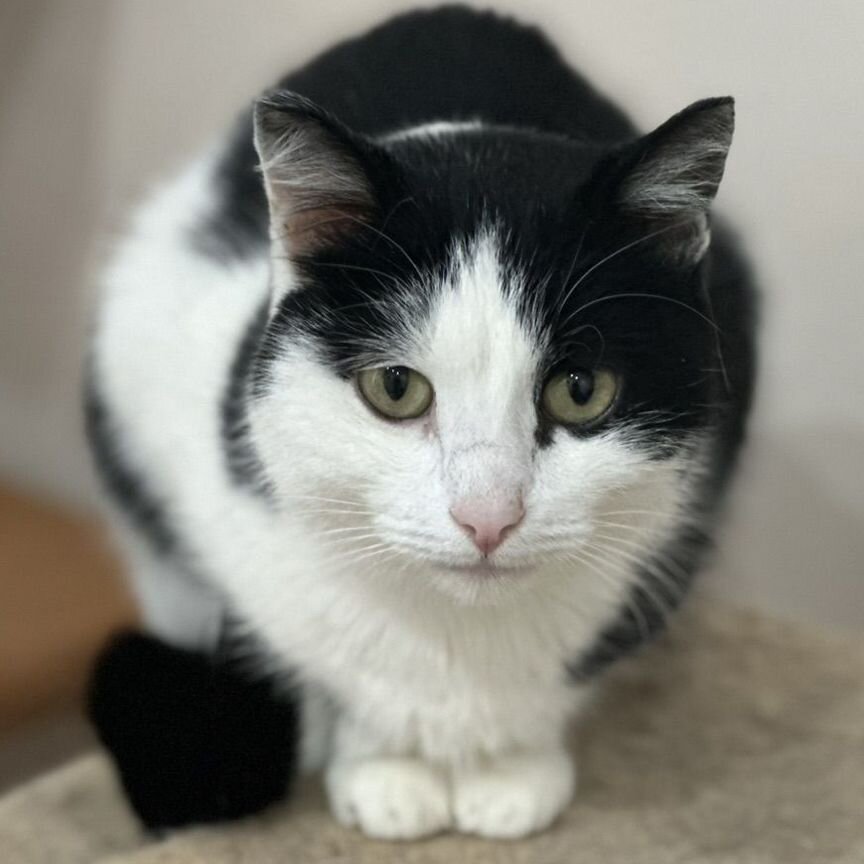 Взрослый кот в добрые руки