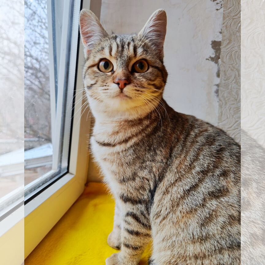 Трёхцветная серая котенок кошечка