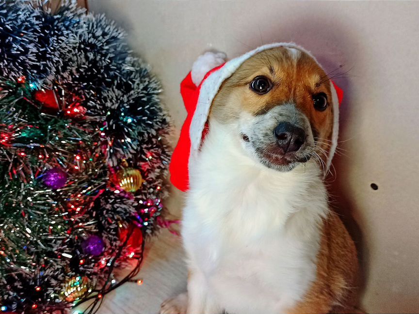 Котёнок, щенок в добрые руки