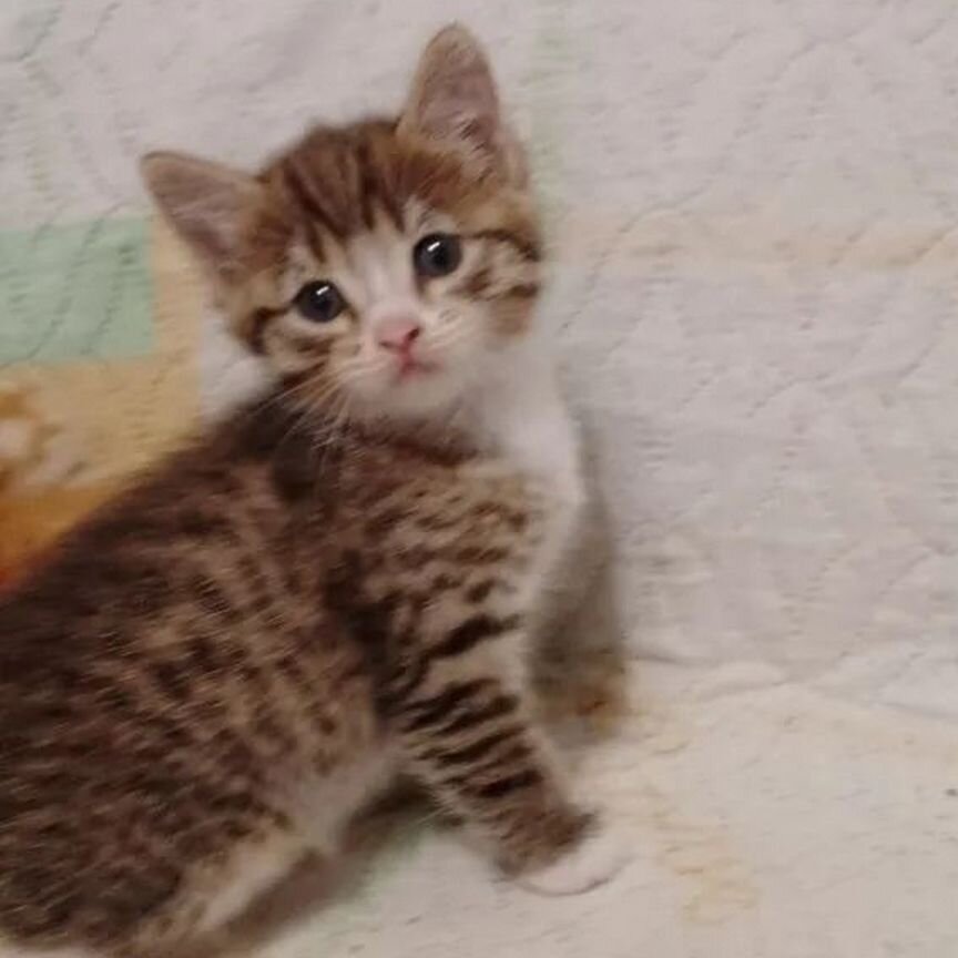Сибирский котёнок
