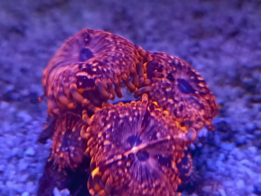 Кораллы для морского аквариума